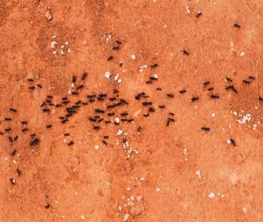 June 2020 Blogs | Rocklin Pest Control